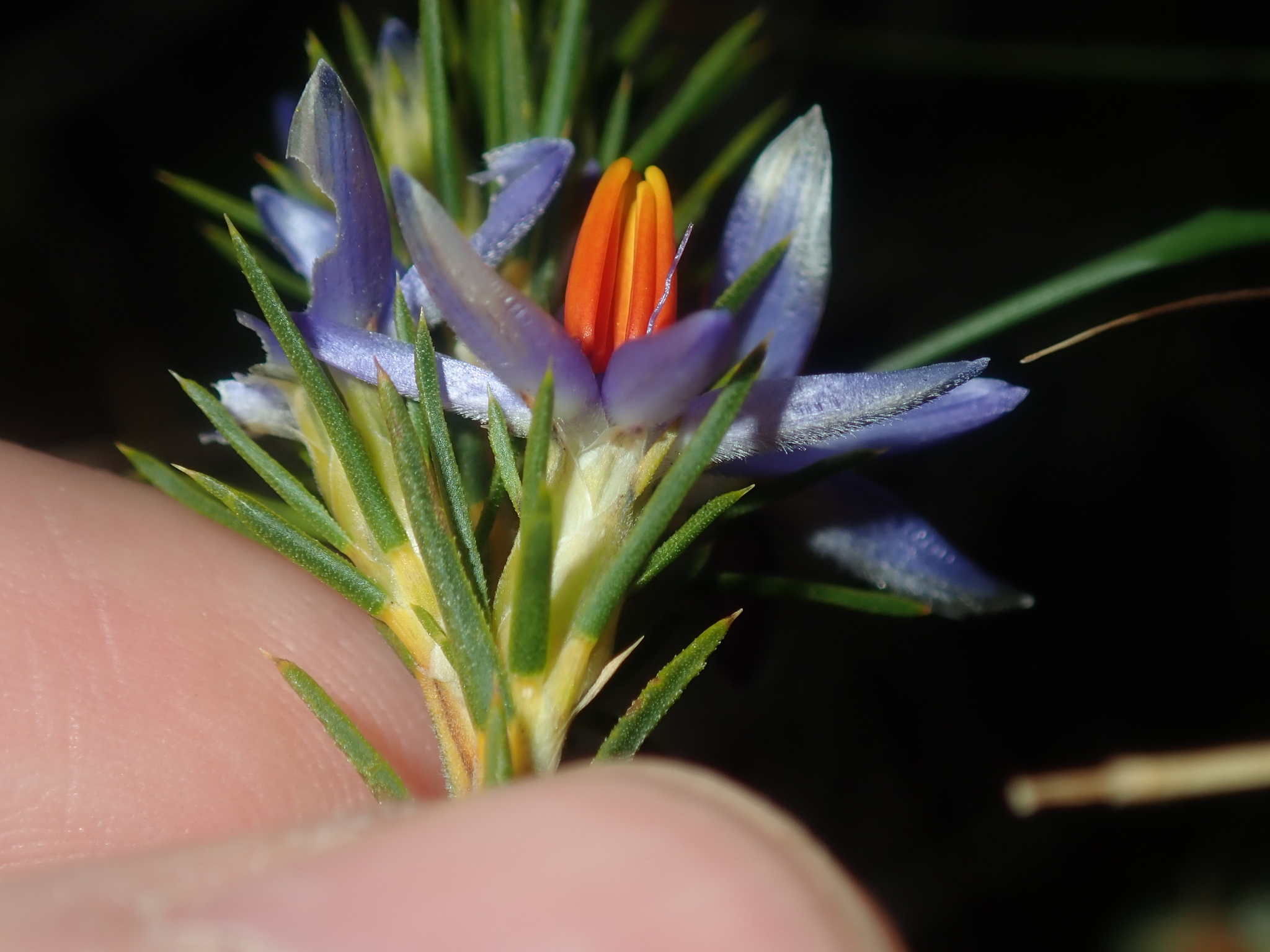Calectasia narragara R.L.Barrett & K.W.Dixon