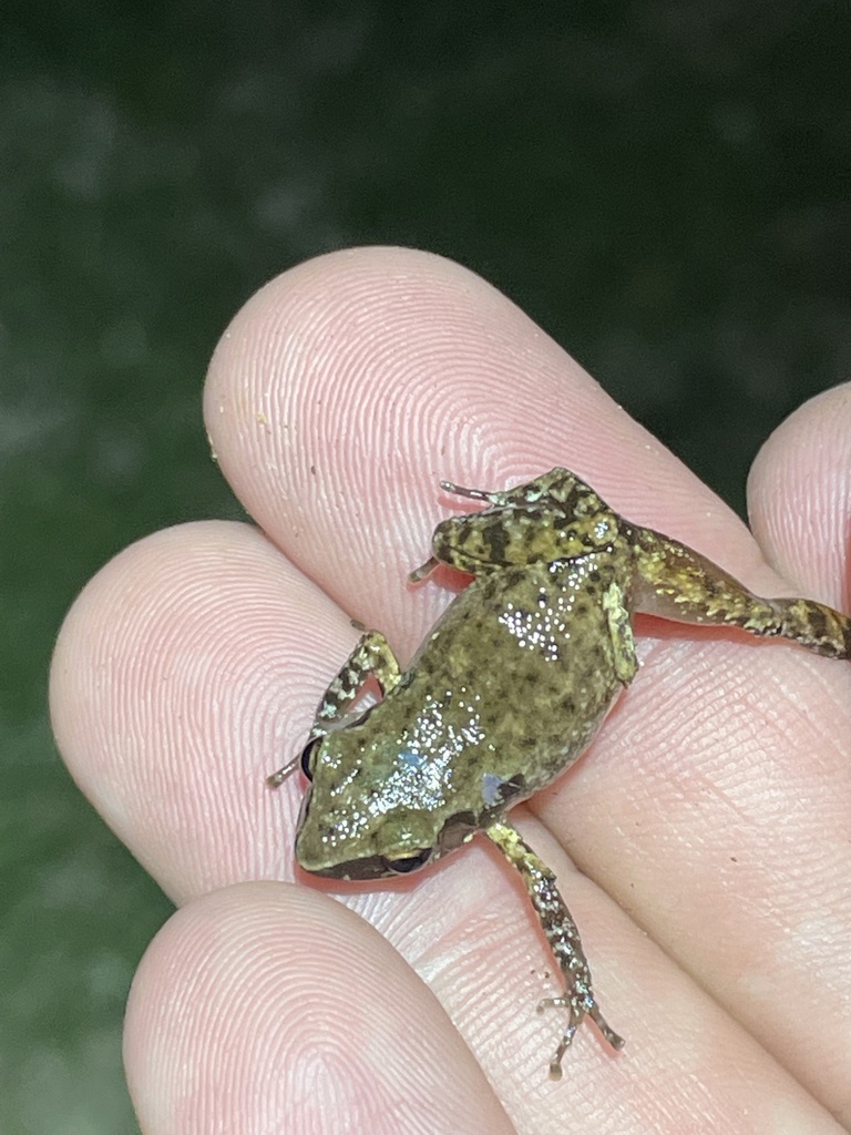 Rio Grande Chirping Frog from South Padre Island, South Padre Island ...
