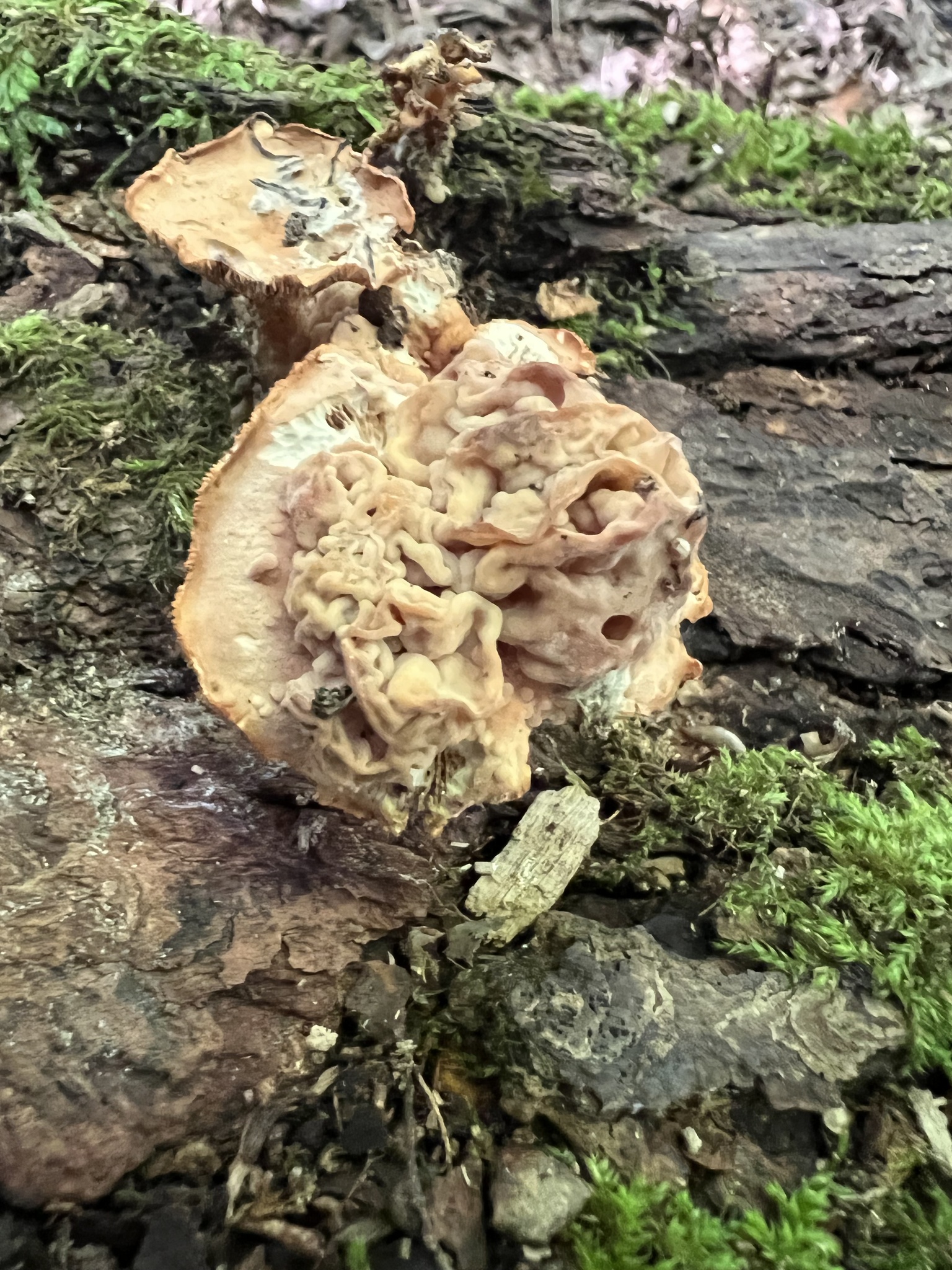 Syzygospora G.W.Martin