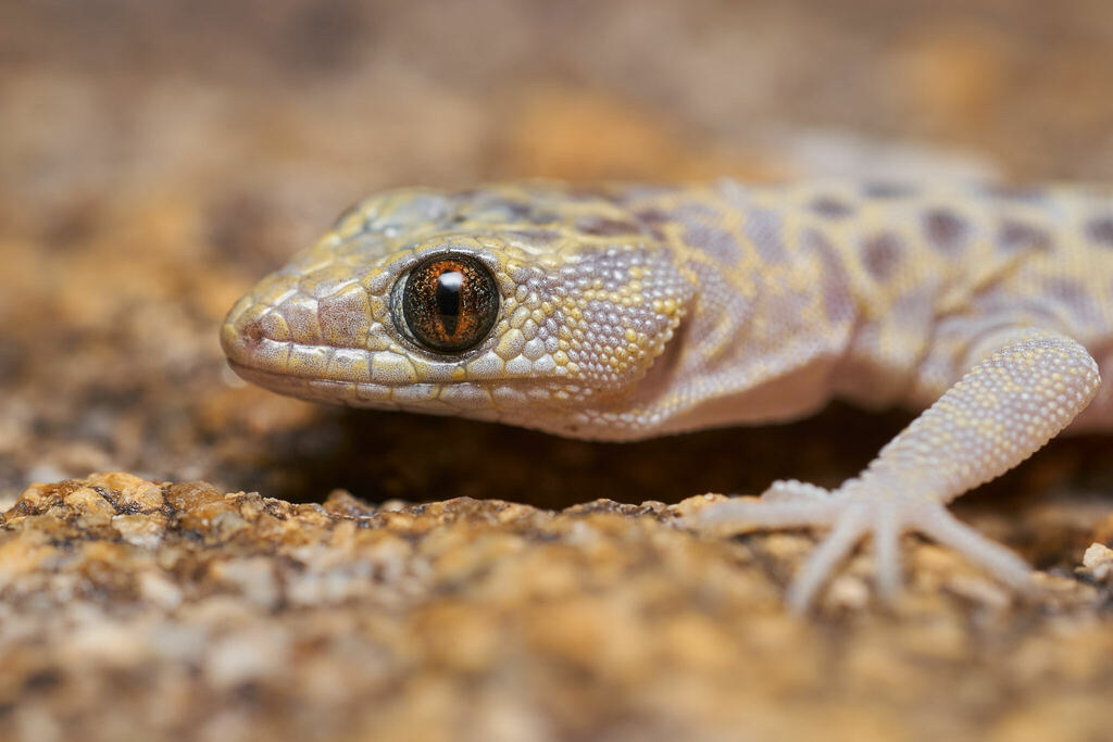 Granite Night Lizard from San Diego County, CA, USA on August 27, 2022 ...