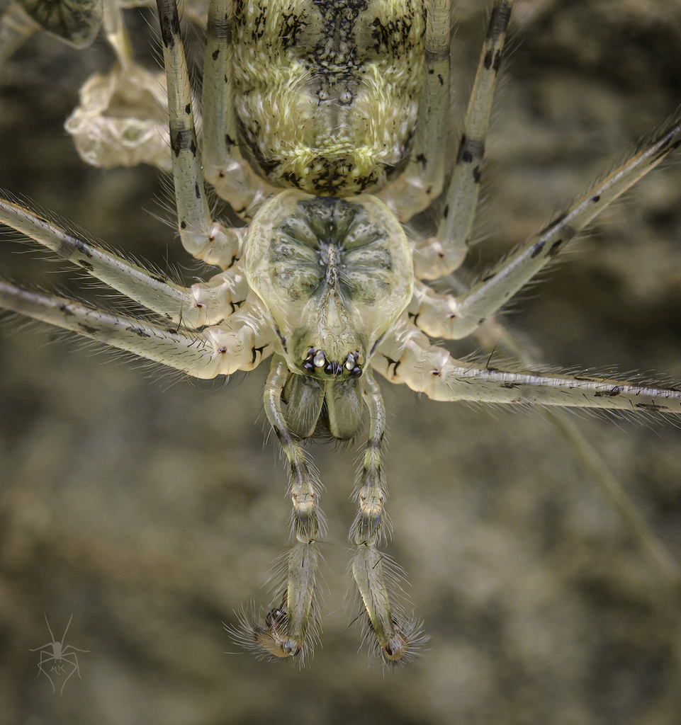 Hypochilus bernardino from San Bernardino County, CA, USA on August 27 ...