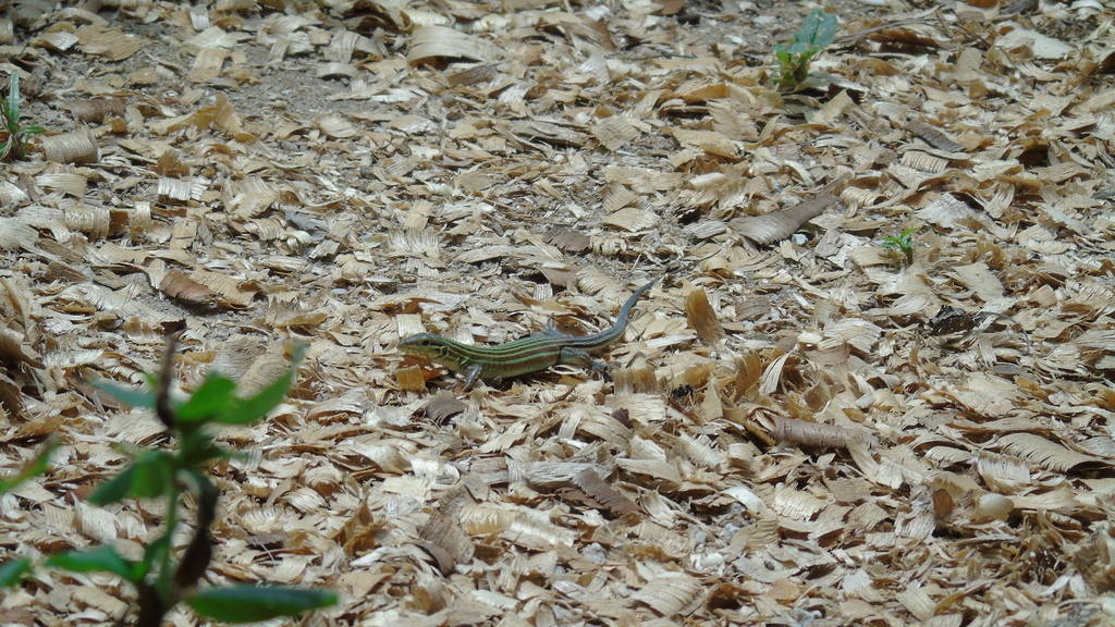 Blackbelly Racerunner from Santa María Huatulco, Oax., México on August ...
