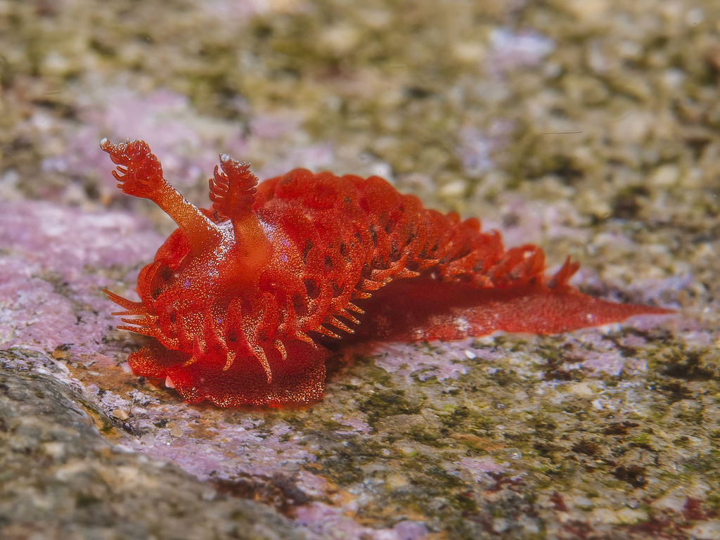 Blood Red Madrella from Bare Bluff, New South Wales, Australia on ...