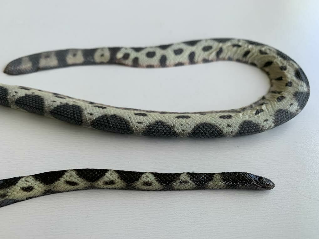 Small-headed Sea Snake from Bargara QLD 4670, Australia on August 27 ...