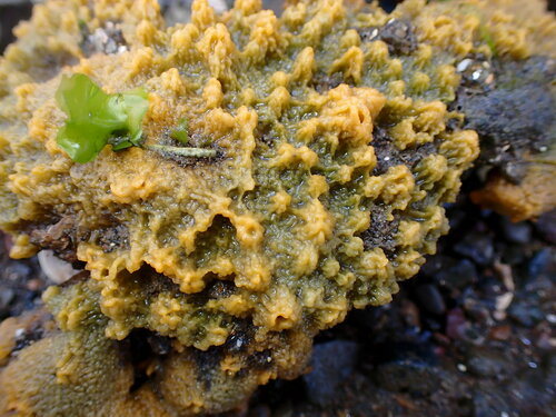 crumb-of-bread sponge (Intertidal species of NE Atlantic) · iNaturalist