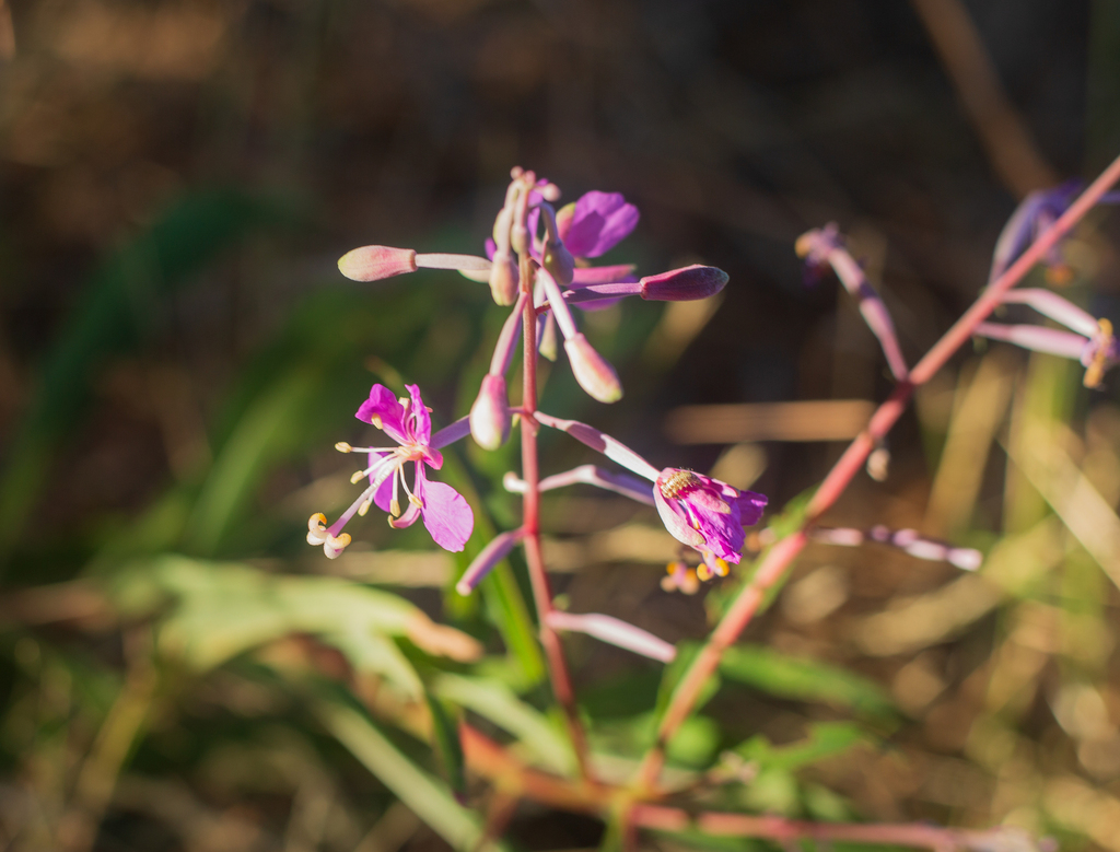 fireweed from South Hill, WA, USA on August 28, 2022 at 05:17 PM by ...