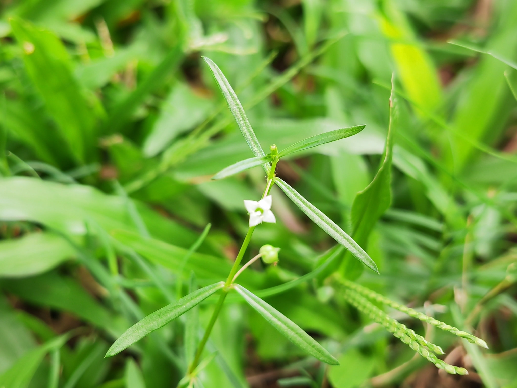 Scleromitrion diffusum (Willd.) R.J.Wang