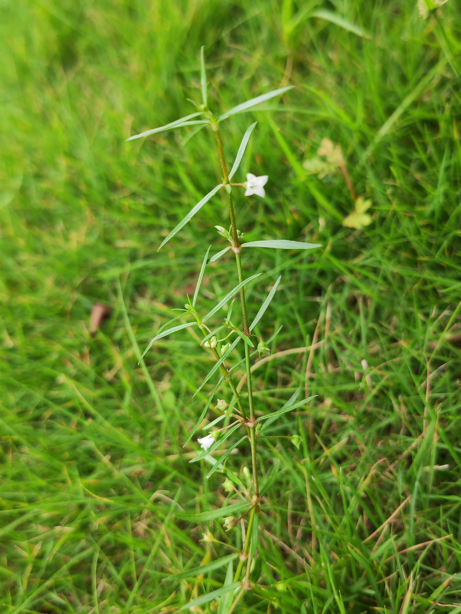 Scleromitrion diffusum (Willd.) R.J.Wang