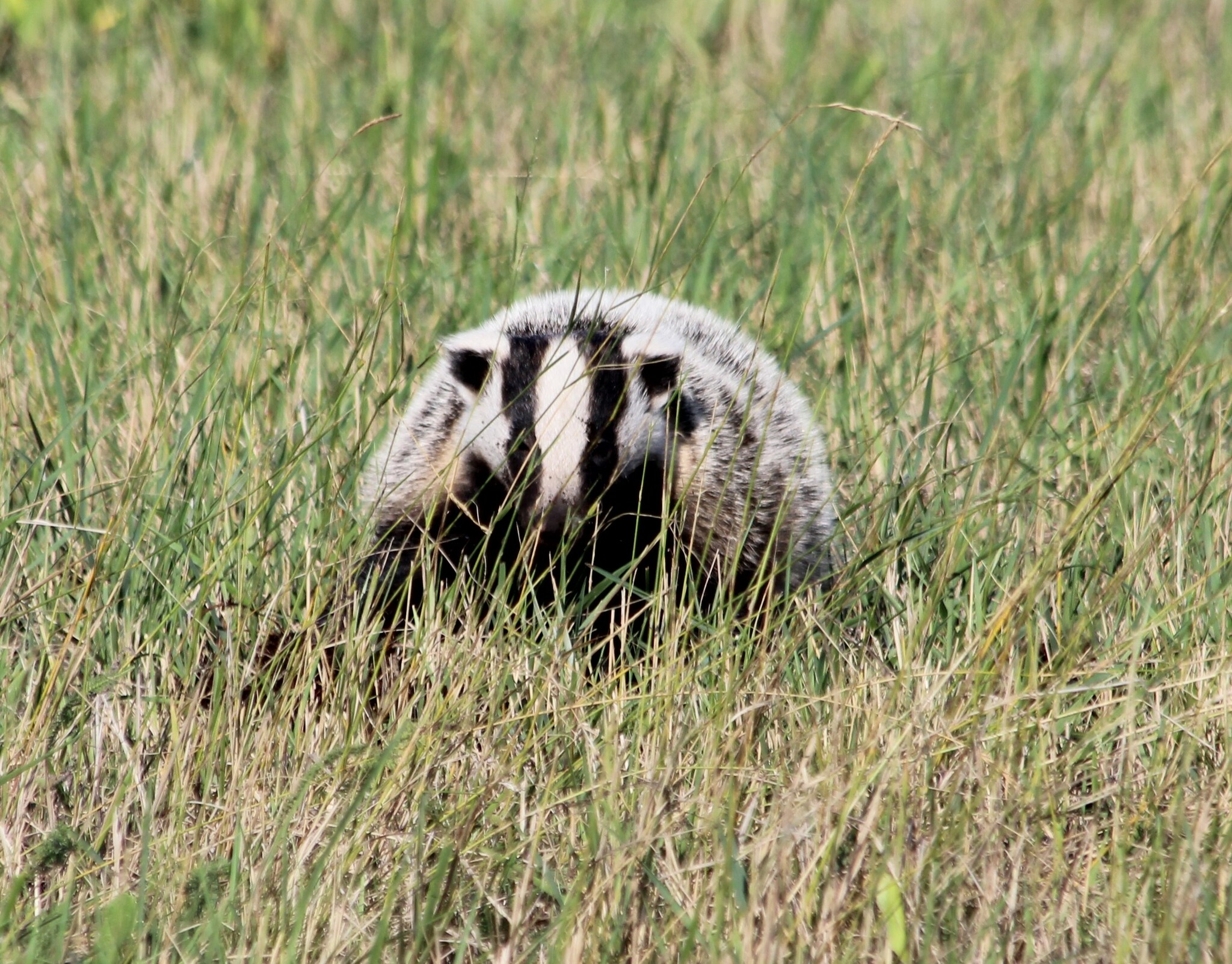 Meles leucurus (Hodgson, 1847)