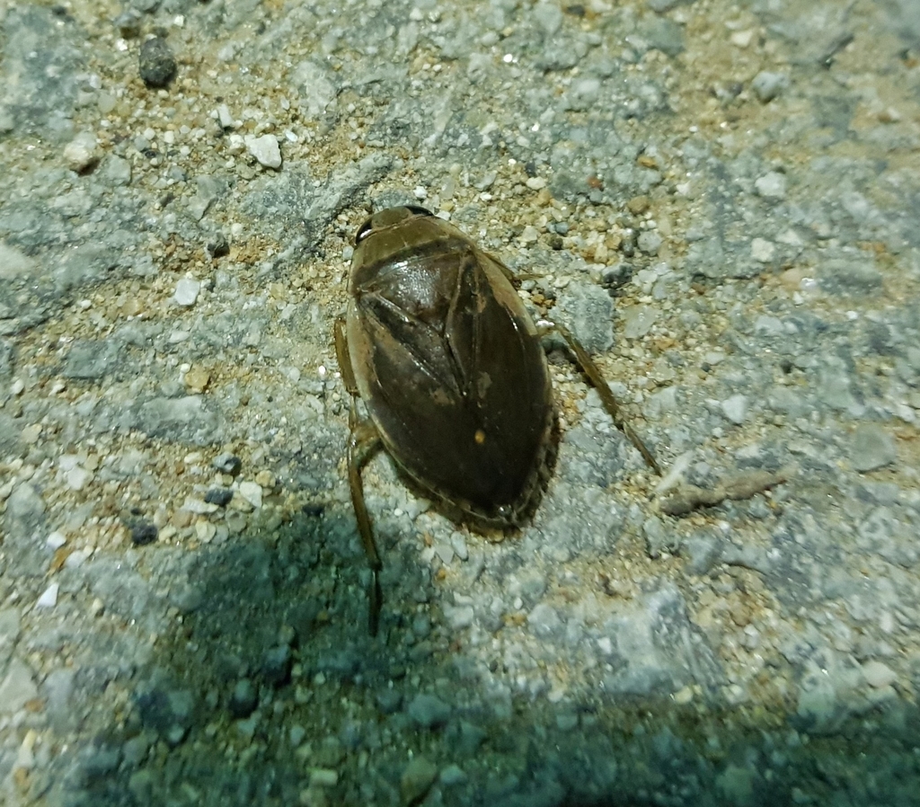 Diplonychus esakii from 대한민국 완도군 대성병원 on August 28, 2018 at 09:44 PM by ...