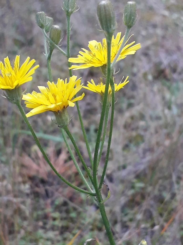 narrow-leaved hawksbeard from Респ. Саха (Якутия), Россия, 678202 on ...