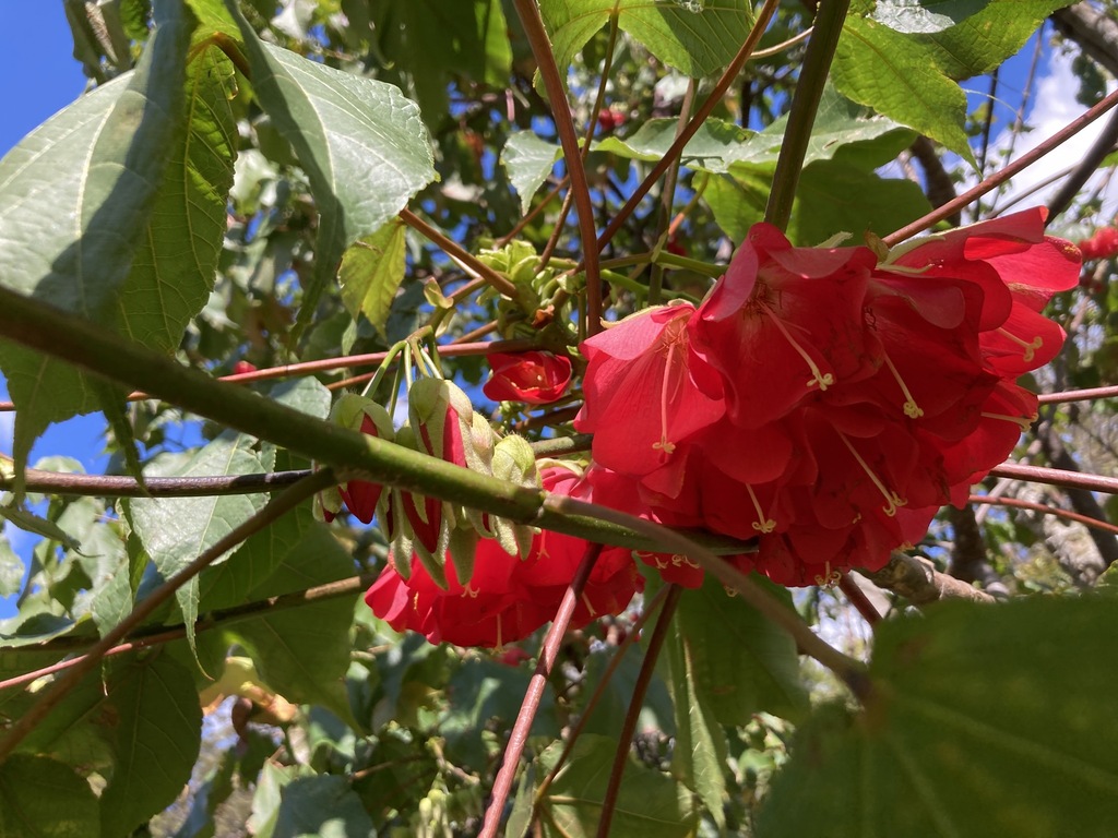 Madagascan strawberry snowball tree in August 2022 by Larney Grenfell ...