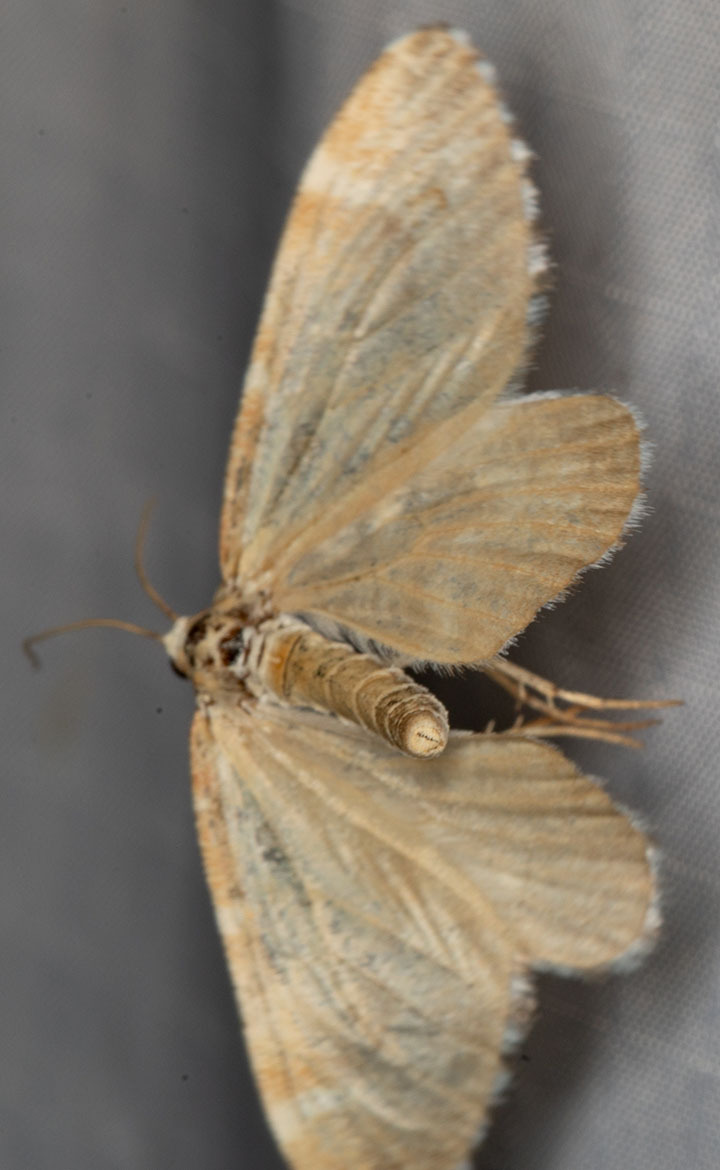 Stamnodes marmorata (Packard, 1871)