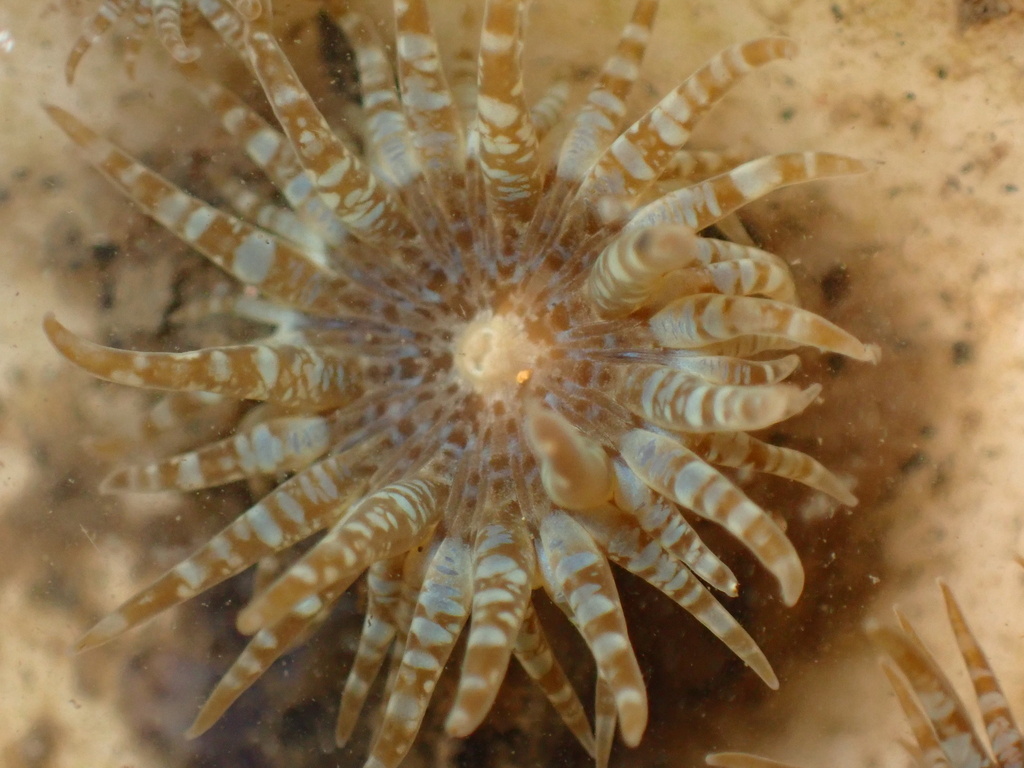 Anthopleura hermaphroditica from Tomales Bay, Marshall, CA, US on ...