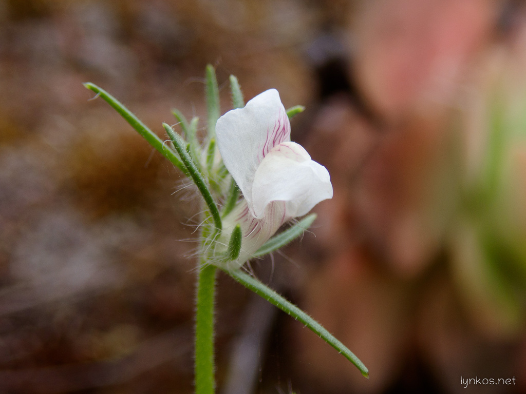 Misopates salvagense (Madeira Pflanzen Endemiten) · iNaturalist