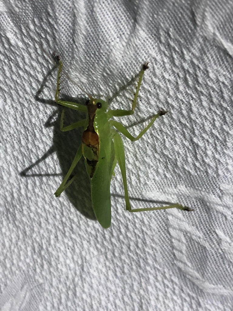 Hexacentrus japonicus from 小瀬田, 熊毛郡屋久島町, 鹿児島県, JP on August 27, 2022 at ...