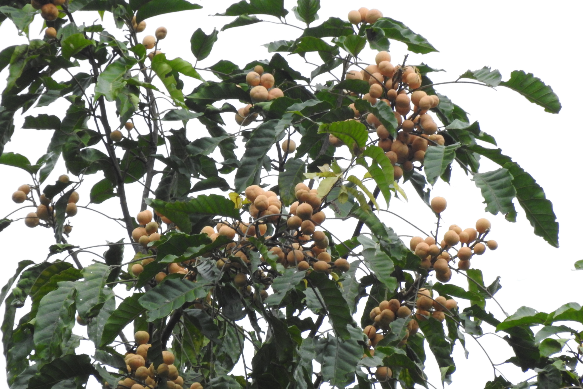 Aglaia lawii (Wight) C.J.Saldanha