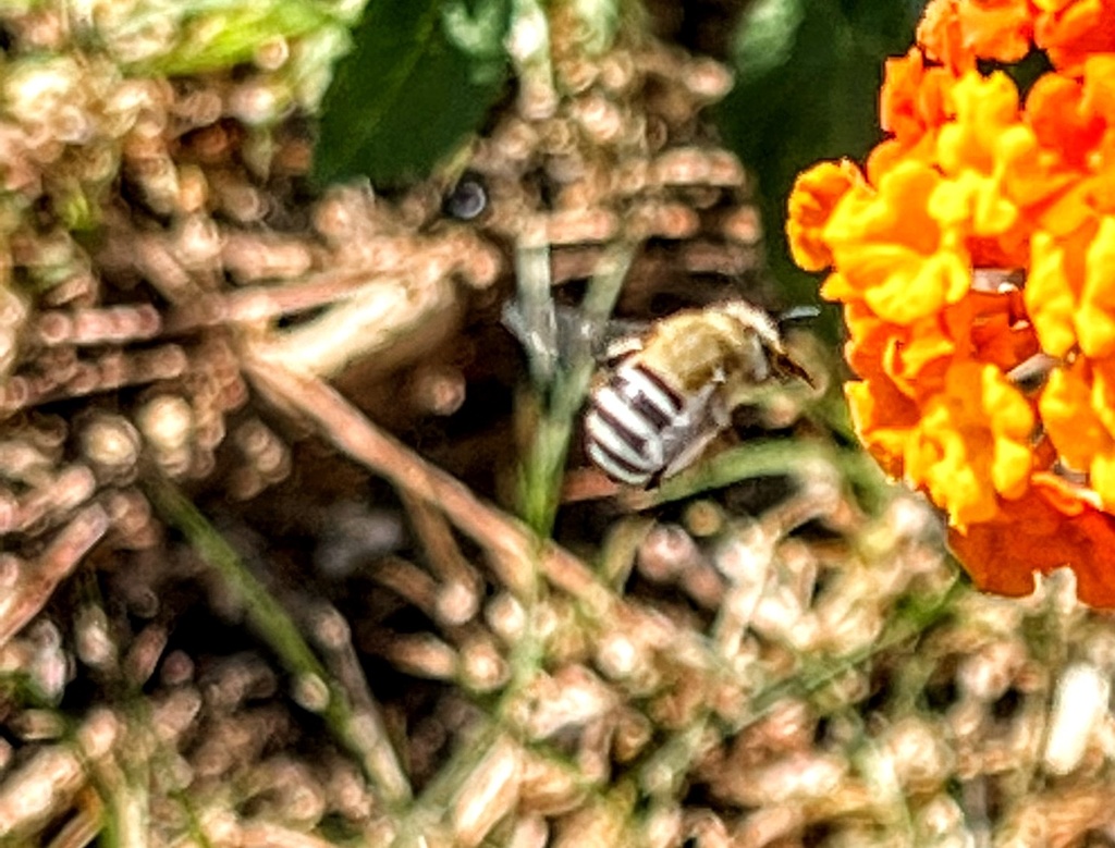 Blue-banded and Allied Digger Bees from Club Calimera Sunshine Crete ...