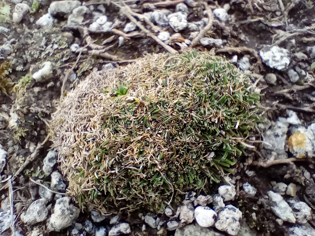 Pincushion Grass from Pahia 9881, New Zealand on August 28, 2022 at 03: ...