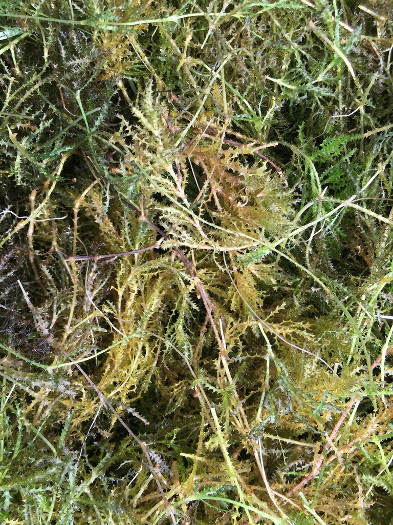 holly-leaved water nymph in August 2022 by 眼子菜 · iNaturalist
