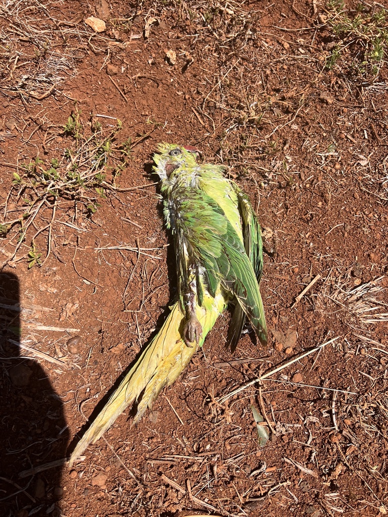 Rose-ringed Parakeet from Kauaʻi, Poipu, HI, US on August 28, 2022 at ...