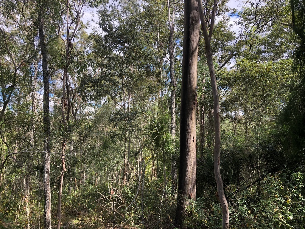 Northern Spotted Gum from Muirlea QLD 4306, Australia on August 28 ...
