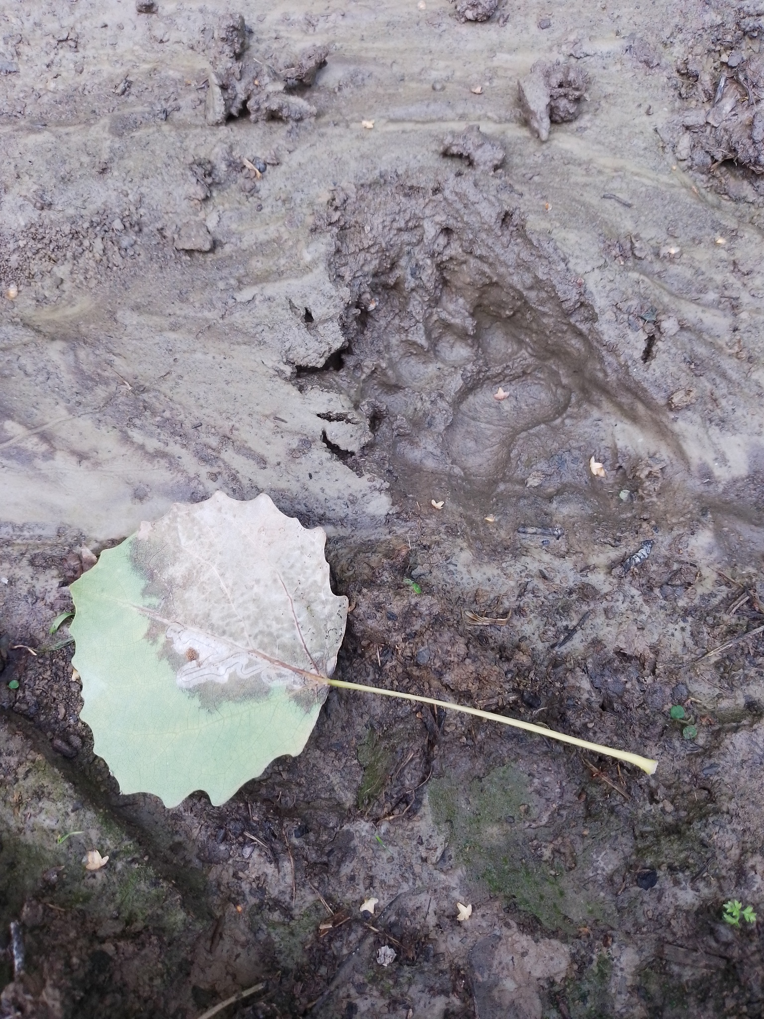 Meles leucurus (Hodgson, 1847)