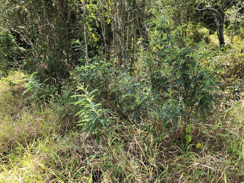Sophora fraseri from Muirlea QLD 4306, Australia on August 28, 2022 at ...
