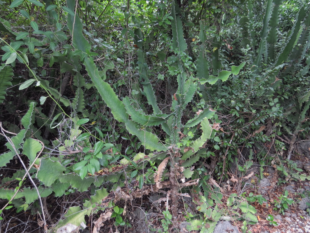 Euphorbia nyikae from Isla Chumbe, Zanzibar, Tanzania on July 6, 2018 ...