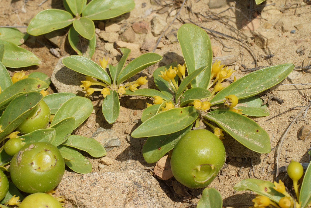 Pygmy Sand Apple from Sisonke, KwaZulu-Natal, South Africa on January ...