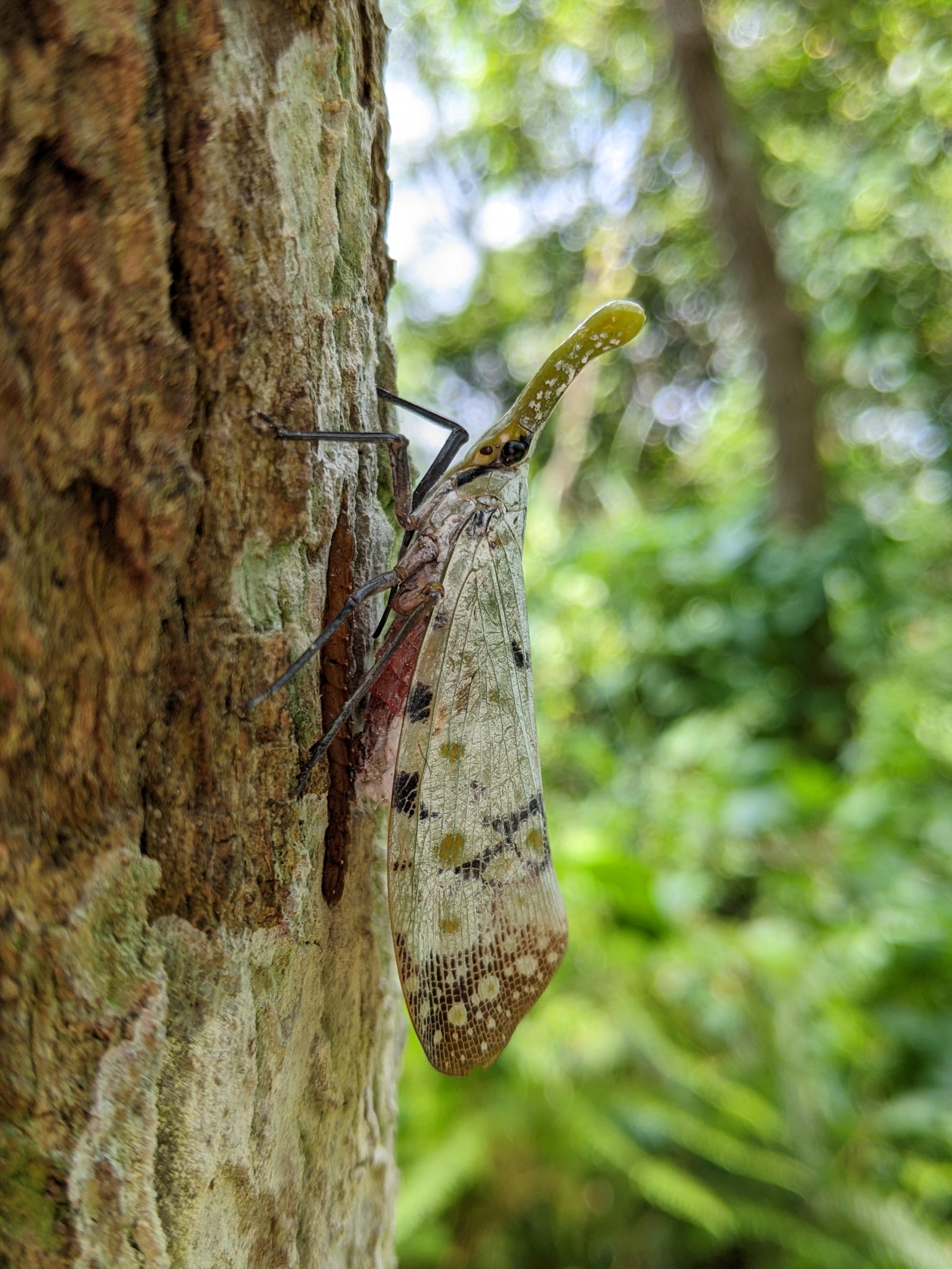 Pyrops watanabei (Matsumura, 1913)