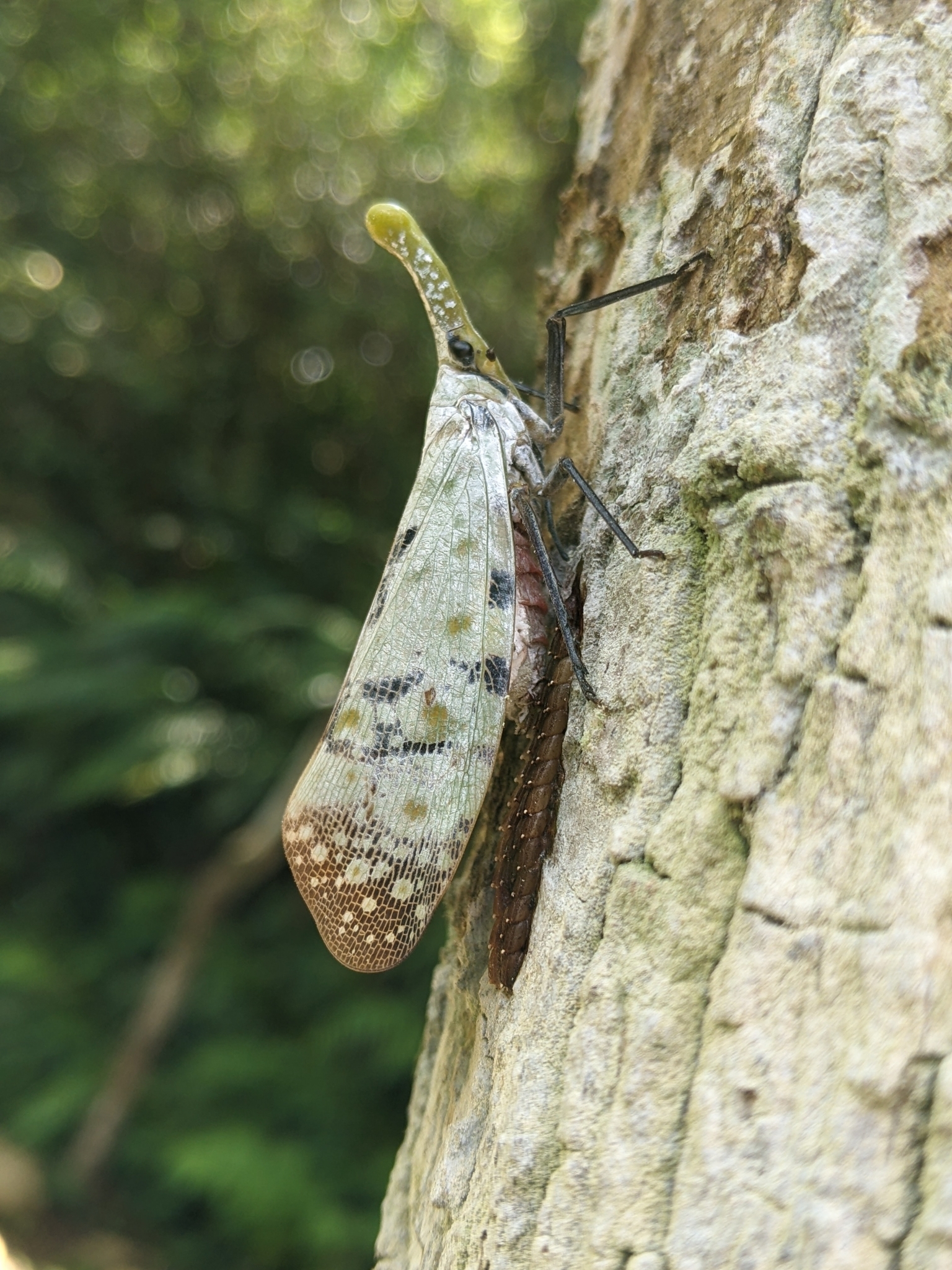 Pyrops watanabei (Matsumura, 1913)