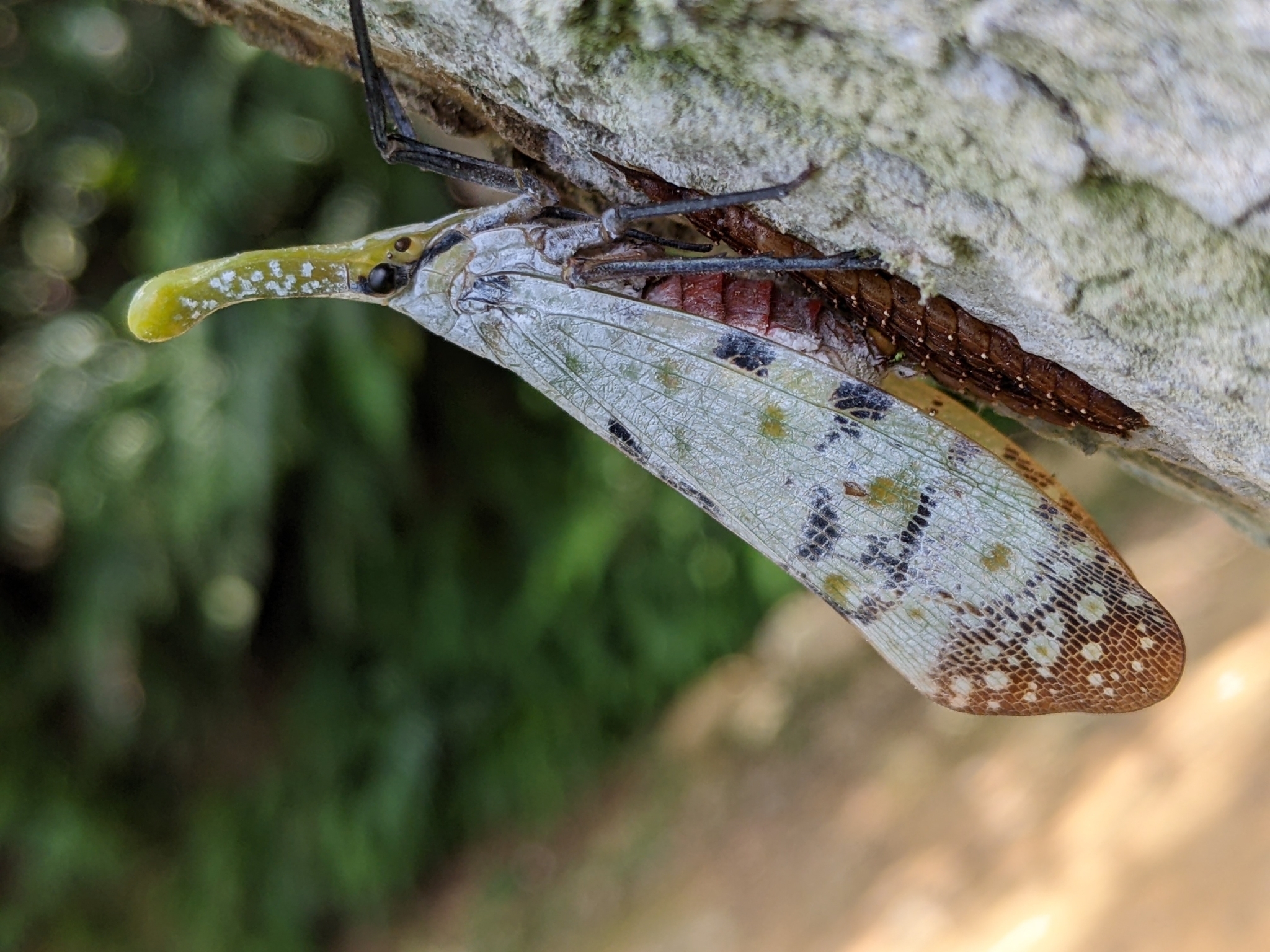 Pyrops watanabei (Matsumura, 1913)