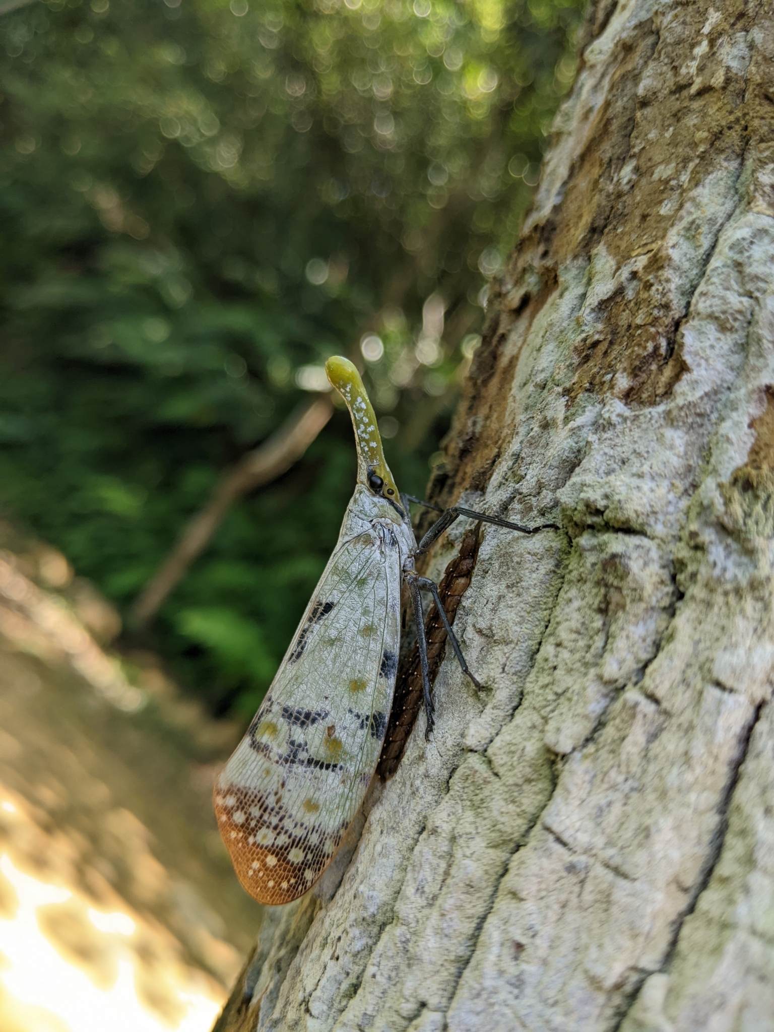 Pyrops watanabei (Matsumura, 1913)