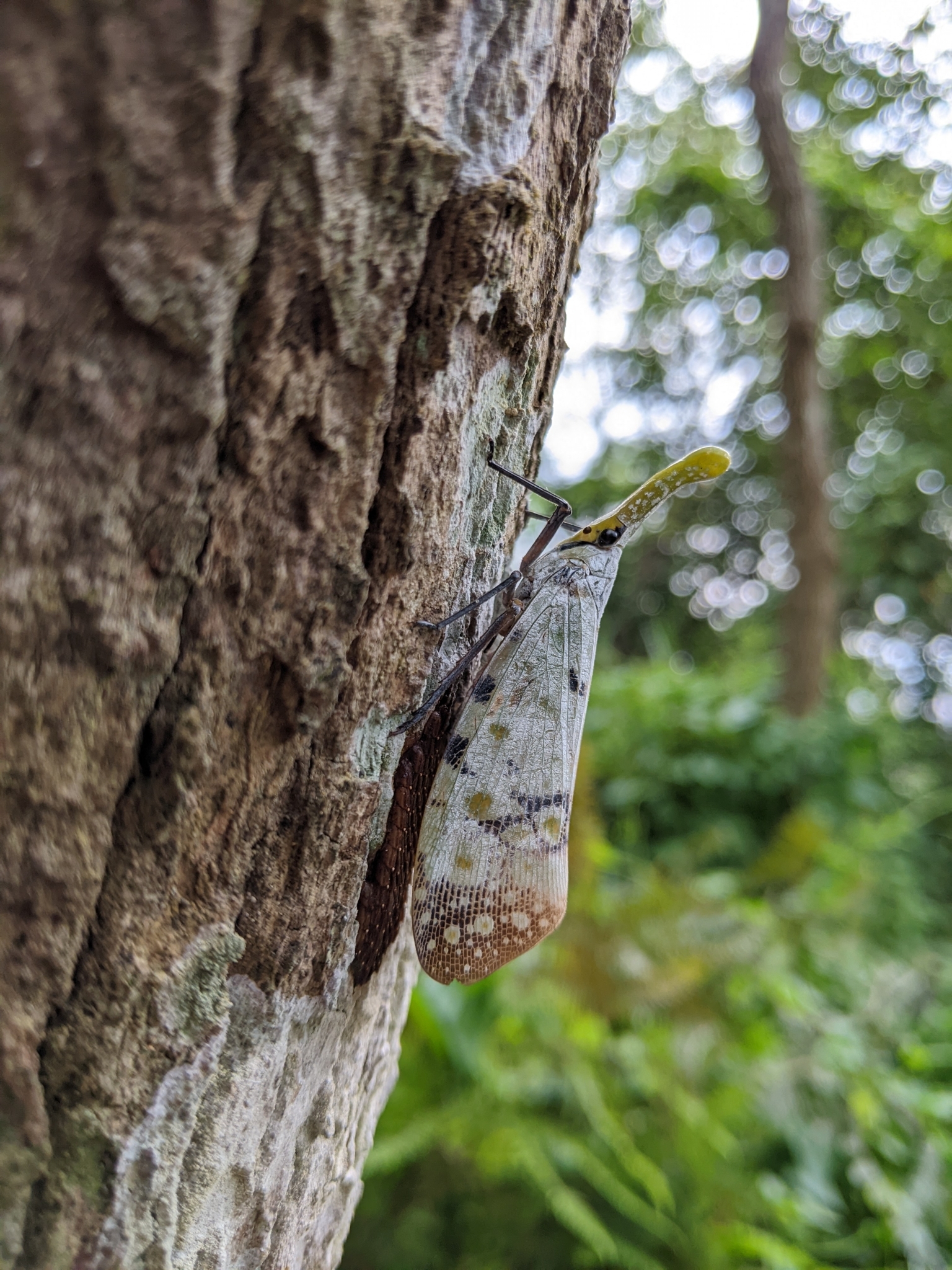 Pyrops watanabei (Matsumura, 1913)