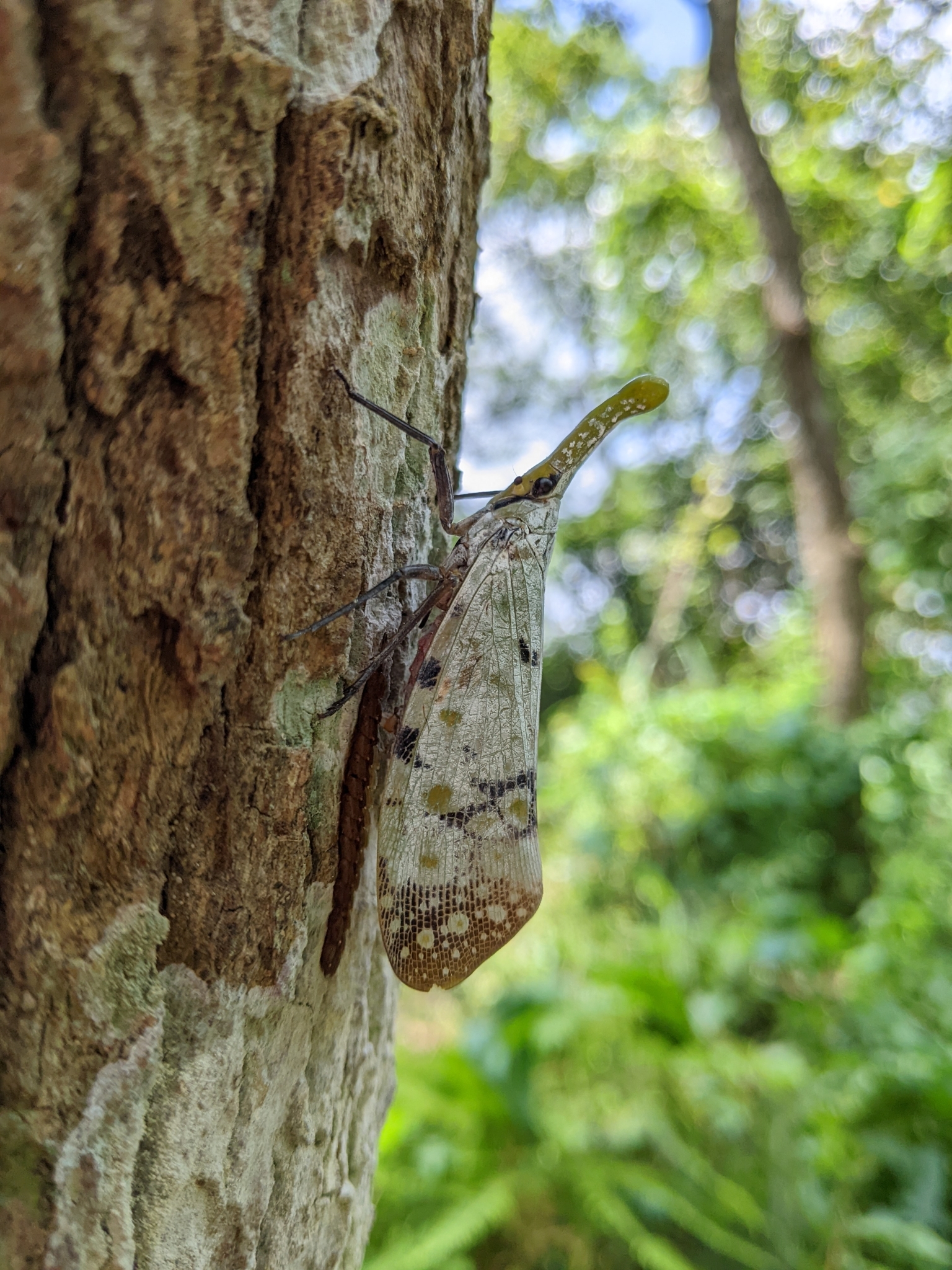 Pyrops watanabei (Matsumura, 1913)