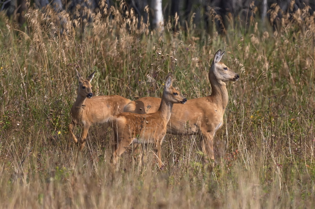 Eastern Roe Deer from Муниципальный Район Нагайбакский, Челябинская ...