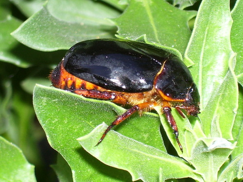Lagochile panamensis · iNaturalist Ecuador