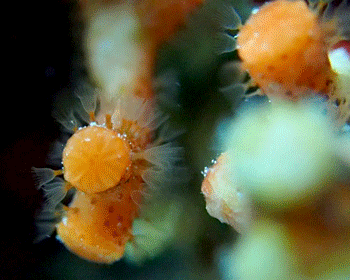 Myriaporidae