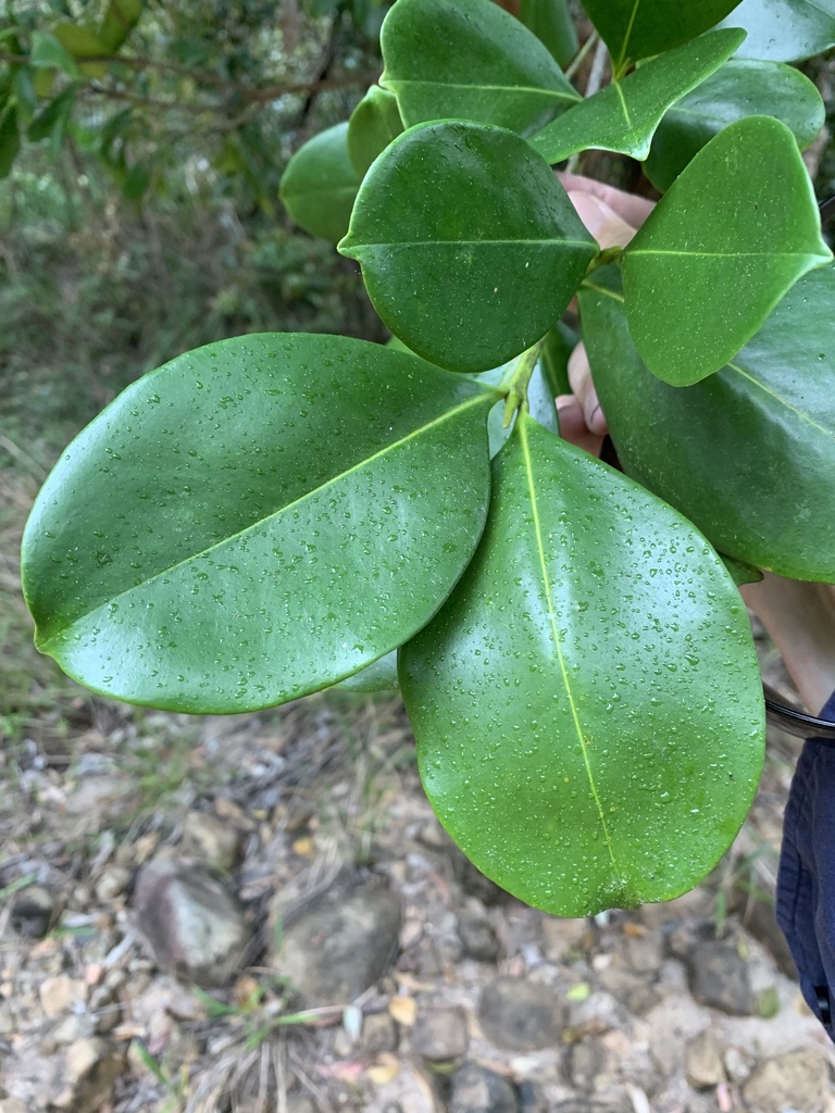 Carallia in August 2022 by Geoffrey Sinclair · iNaturalist