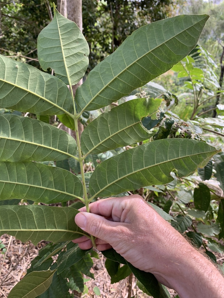 Blunt leaved Tulip from Byfield, QLD, AU on August 28, 2022 at 02:38 PM ...