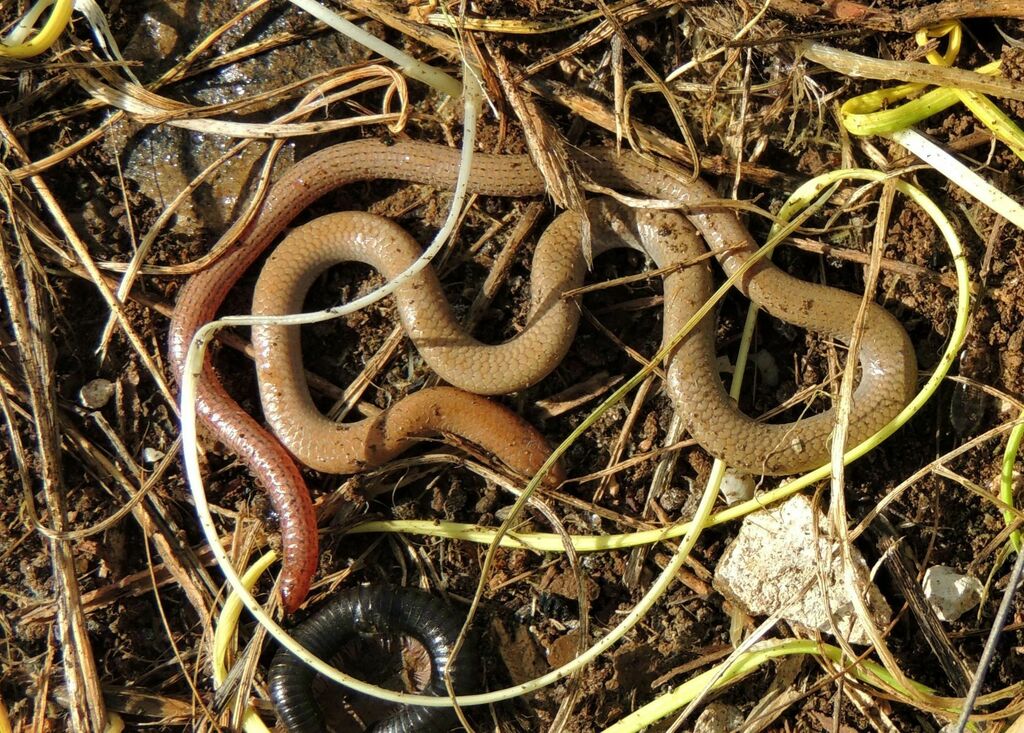 Flinders Ranges Worm-lizard in August 2022 by Graham Armstrong ...
