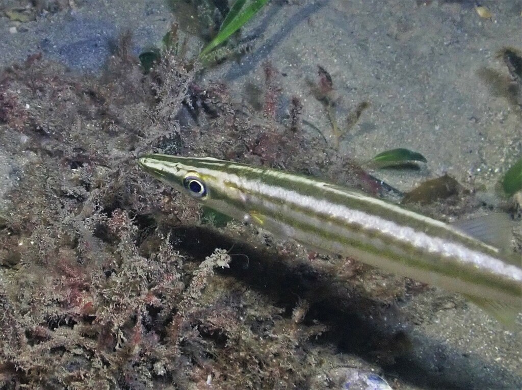Striped Barracuda from Sydney NSW, Australia on August 21, 2022 at 06: ...