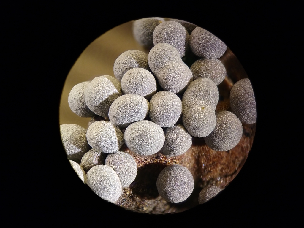 Badhamia foliicola from Melbourne VIC, Australia on August 27, 2022 at ...
