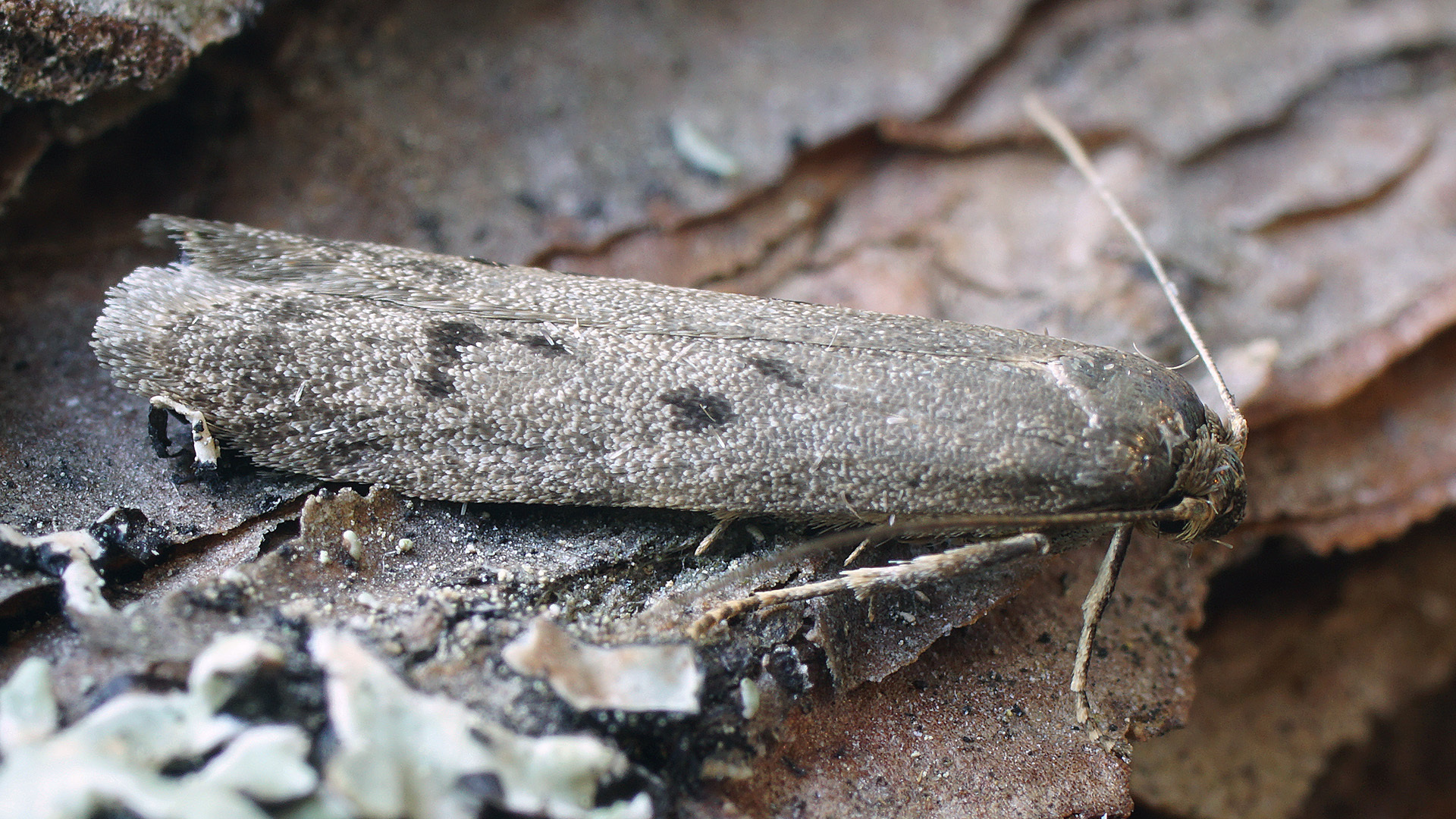 Hypatopa binotella (Thunberg, 1794)