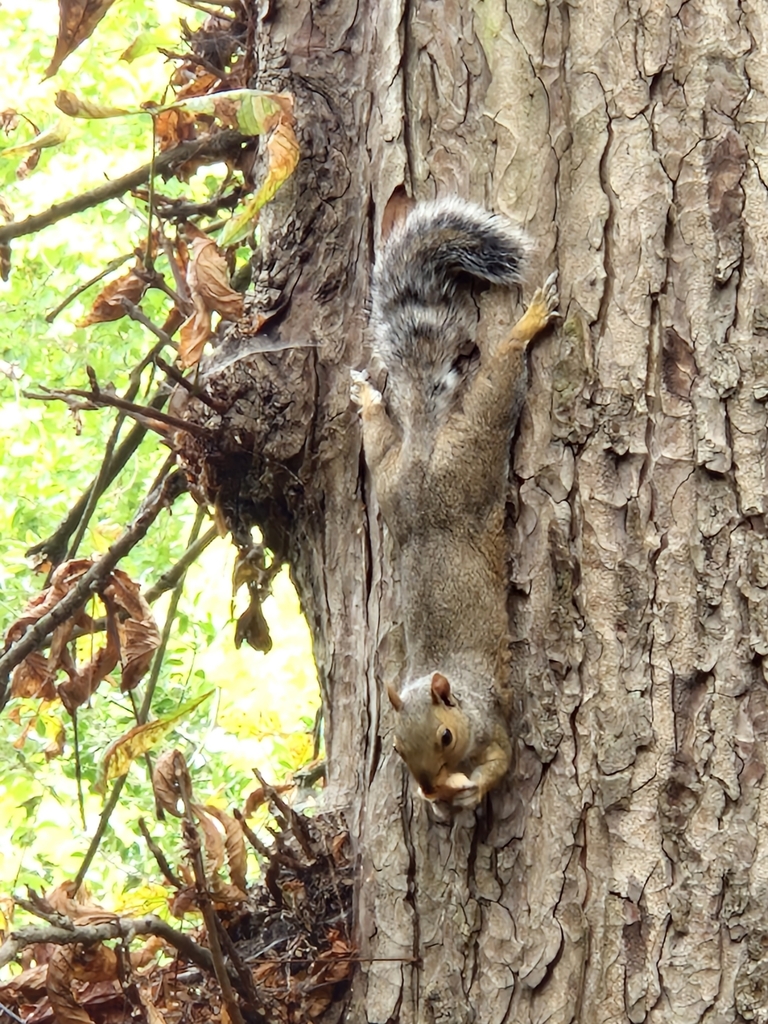 Eastern Gray Squirrel from Cricket Pavilion, London SW11 4NJ, UK on ...
