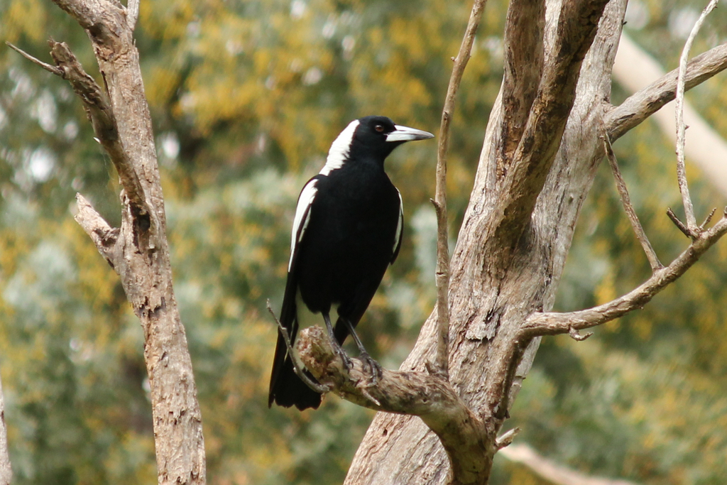 Australian Magpie from Sturt Gorge Recreation Park, SA, Australia on ...