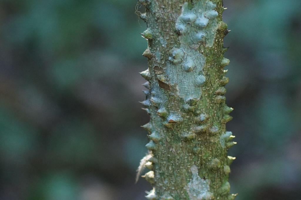 Satin Tree from Mowbullan QLD 4408, Australia on July 30, 2018 at 10:46 ...