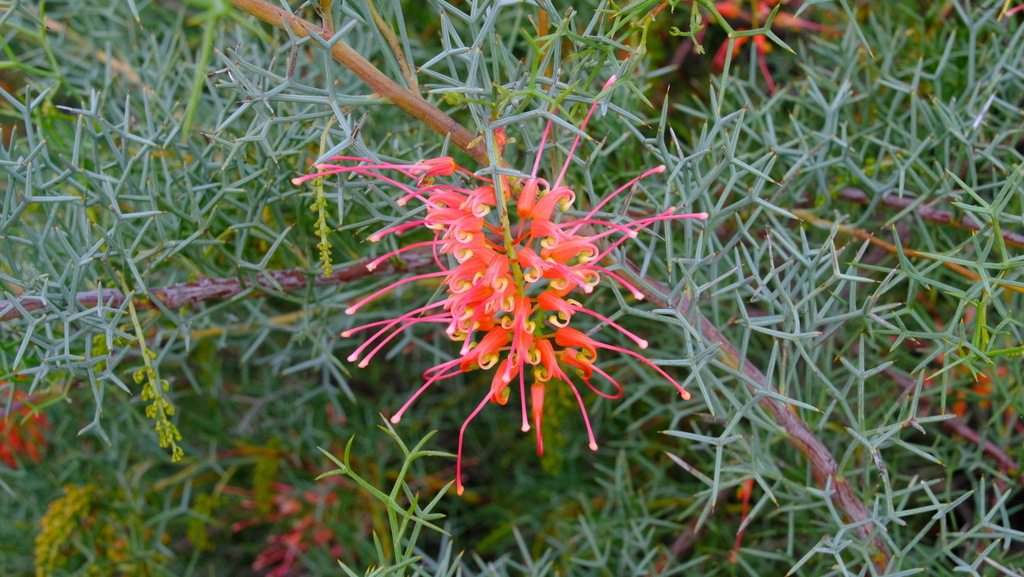 Grevillea dielsiana from Eurardy WA 6532, Australia on July 16, 2022 at ...