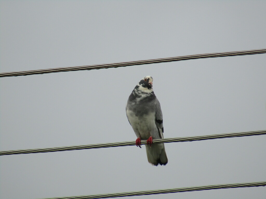 Feral Pigeon from Adelaide SA, Australia on August 29, 2022 at 04:16 PM ...
